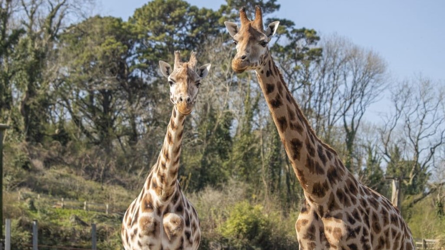 Paignton Zoo Tickets - Free £5 Voucher With Purchase