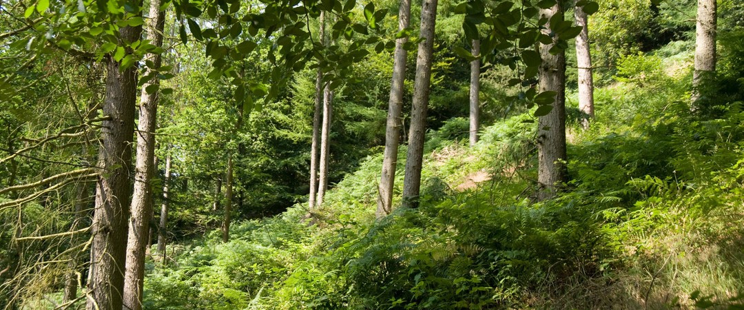 East Devon Area of Outstanding Natural Beauty