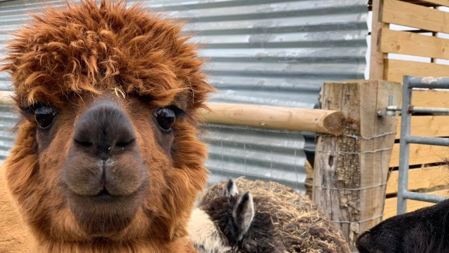 Alpaca Meet & Greet - Frankly Alpacas - Best Price Tickets