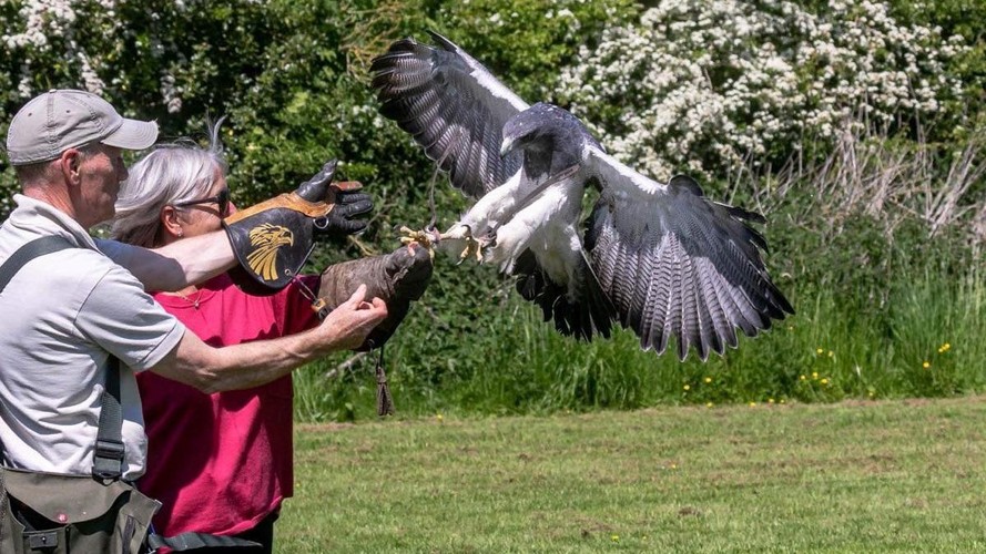 York Bird of Prey Centre - Free £5 Voucher With Every Purchase