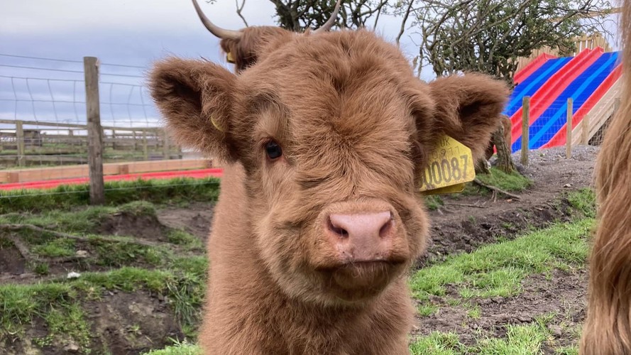 Hall Hill Farm Tickets - Family Attractions in Durham