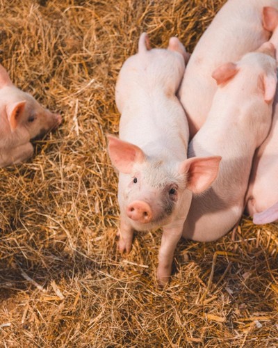 Colliers Adventure Farm Tickets - Get A Free £5 Voucher