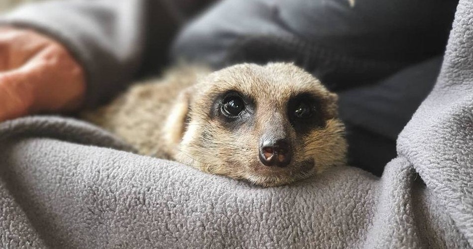 Meerkat Experience Atherstone - Free £5 Voucher