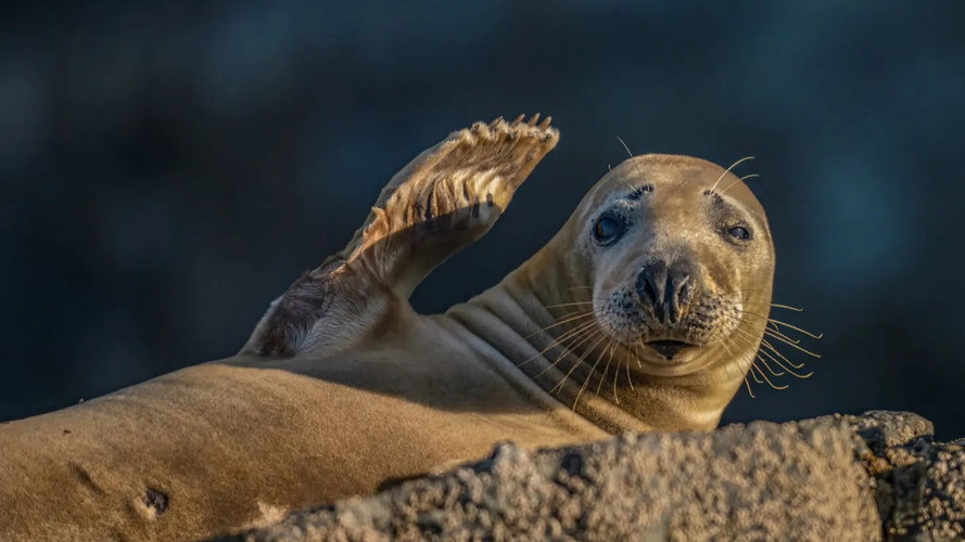 One Hour Dolphin Spotting West Wales - New Quay Boat Trips