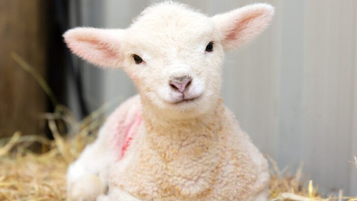 Lambing Live Tickets - Feb Half Term Avon Valley Adventure Park