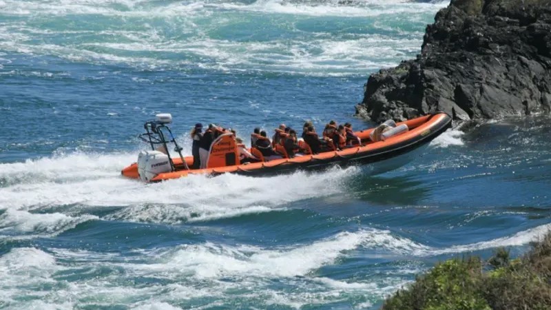 Skomer Island Boat Tour Tickets - Voyages of Discovery