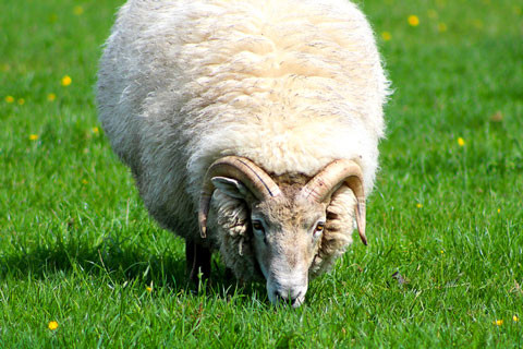 Clerkenhill Adventure Farm & Golf Course - FREE frisbee golf with tickets!