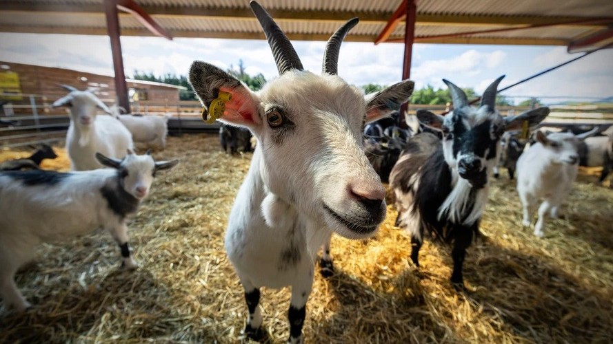 Dalscone Farm Fun Tickets - Family Farm Park Dumfries