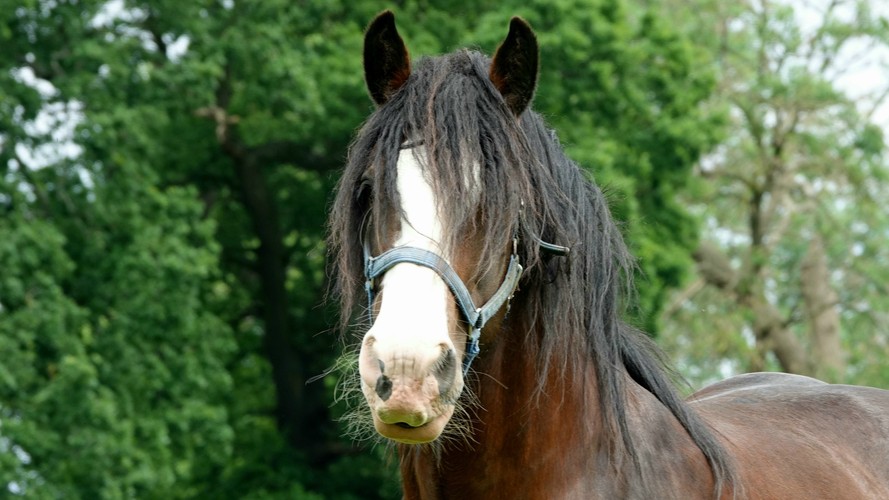 Cotebrook Shire Horses - Horse Stables in Cheshire