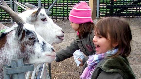 Hall Hill Farm Tickets - Family Attractions in Durham