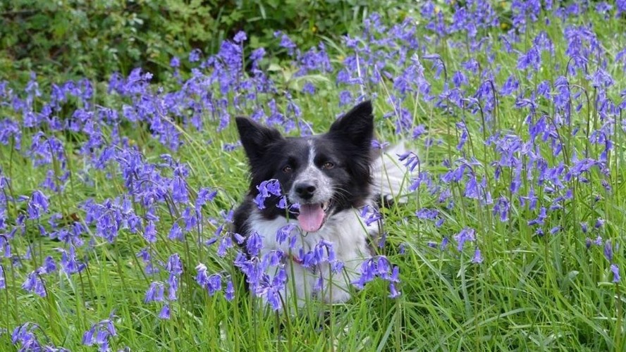 Burrow Farm Gardens - Best Price Tickets