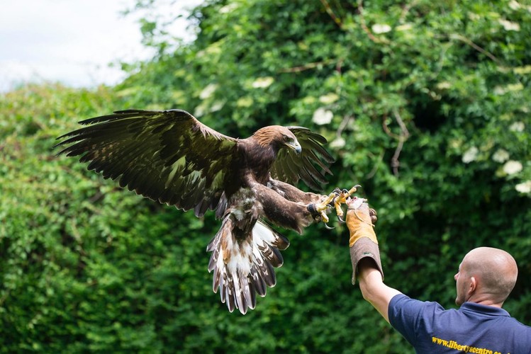 Birds of Prey Hampshire - 30% off Falconry Displays