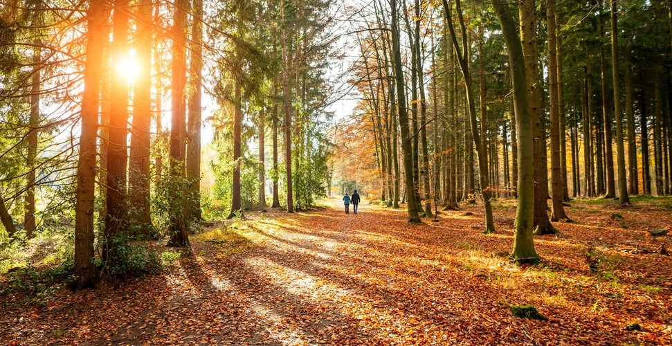 Mortimer Forest Mortimer Forest