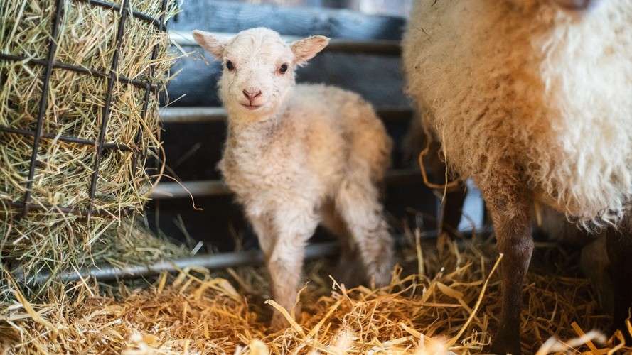 Easton Farm Park Tickets - Free £5 Voucher With Purchase