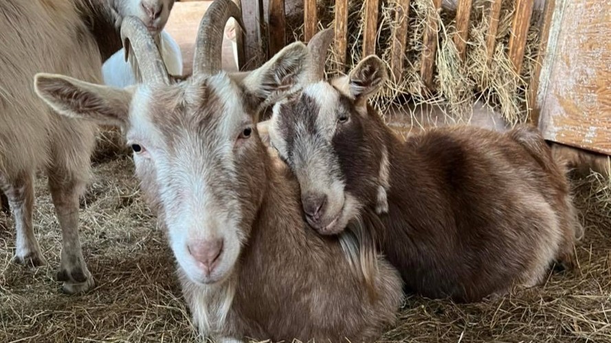 Buttercup Goat Sanctuary Tickets - Goat Keeper Experience