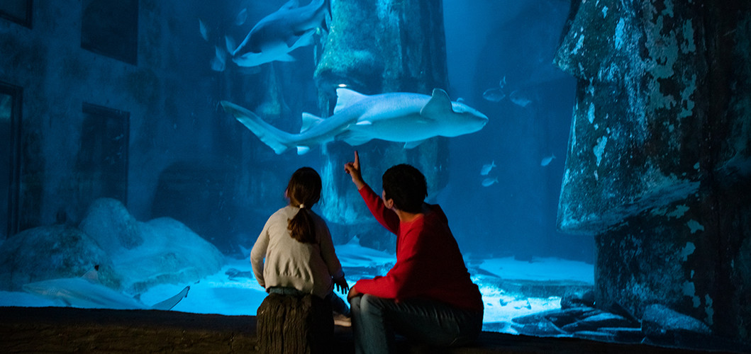 #1 prices online - Standard entry to SEA Life London - Book tickets today
