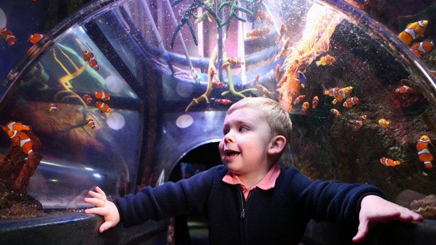 SEA LIFE Centre Manchester - Free £5 Voucher With Purchase