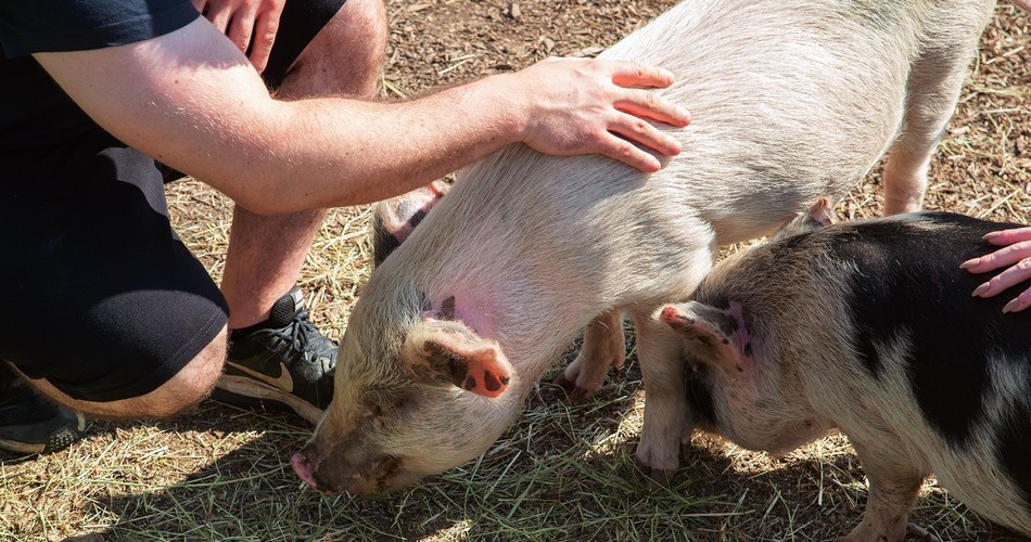 Days Out Deals - Kew Little Pigs Farm