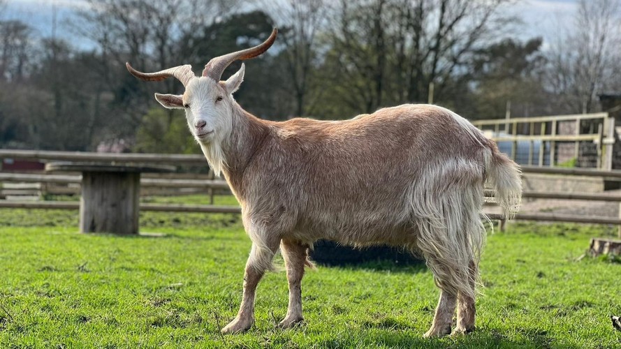 Brockswood Animal Sanctuary Tickets - Get A Free £5 Voucher