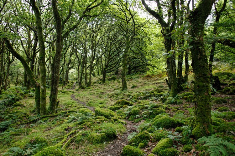 Fforest Fawr - Nature In Wales - Walking Trails In Wales