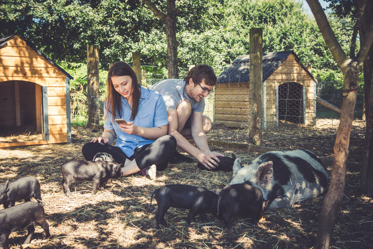 Pig Enthusiast Tickets - Discounted Miniature Pig Experience, Amersham