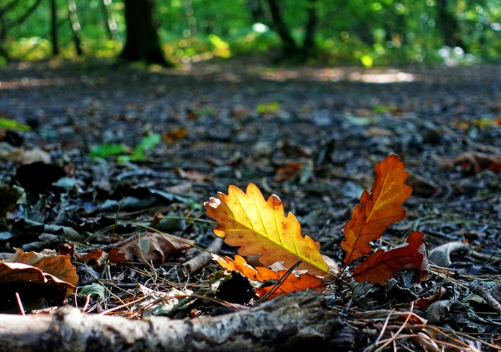 Stoke Woods