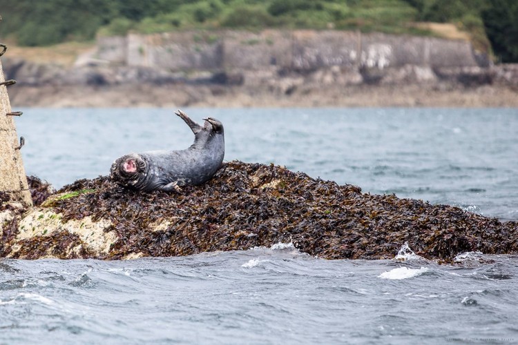 Orca Sea Safaris - Fun family days out in Cornwall