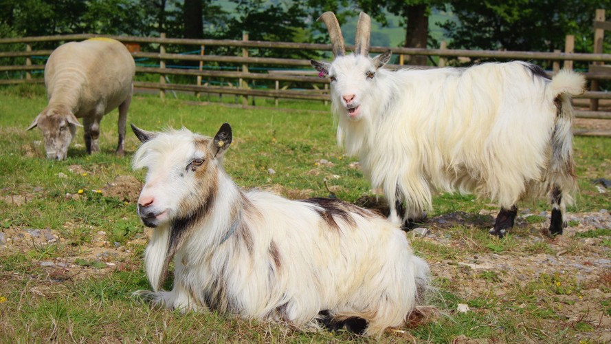 Ferne Animal Sanctuary Tickets - Somerset Family Fun Day