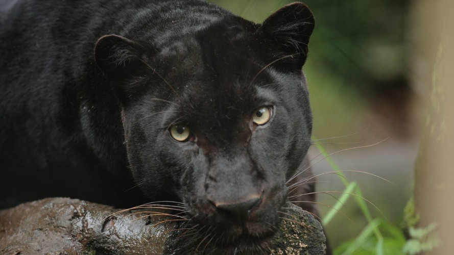 Exmoor Zoo Tickets - Exmoor Zoological And Conservation Centre