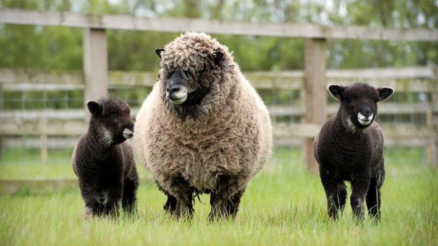 Beetle Bank Farm Tickets - Discount Things To Do in York