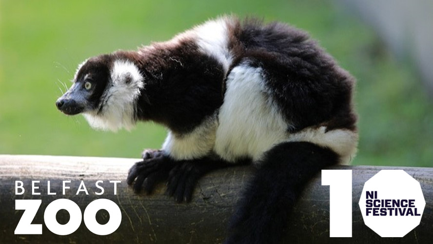 NI Science Festival Educational Workshop at Belfast Zoo