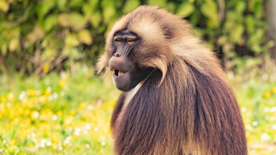 Gelada Monkey Feeding Experience - Howletts Wild Animal Park
