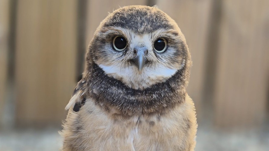 Suffolk Owl Sanctuary - Family Days Out in Suffolk