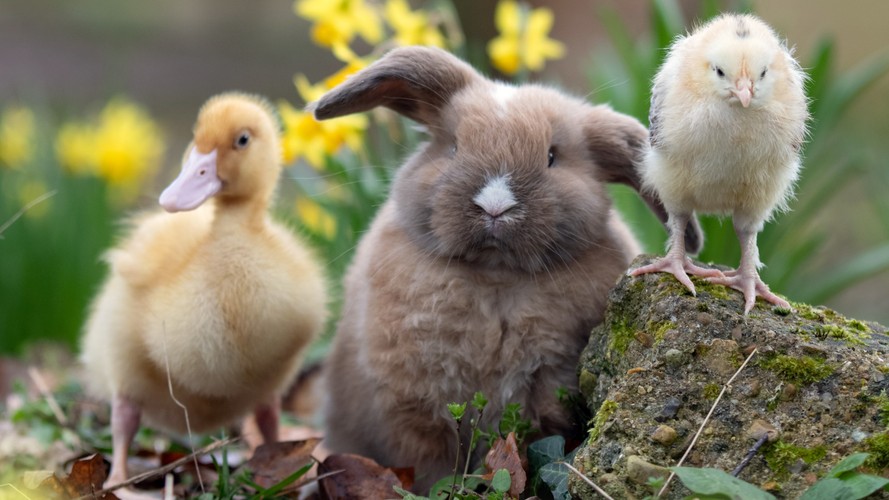 Godstone Farm Tickets - Best Price Tickets just £14.95
