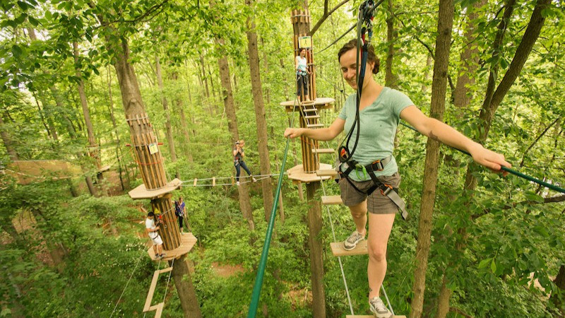 Go Ape Treetop Adventure Plus - Grizedale Forest Activities