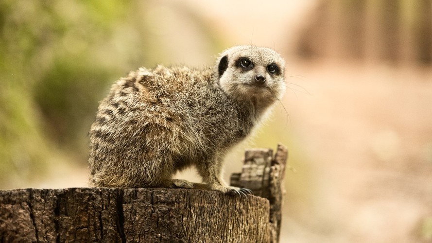 Shaldon Zoo Tickets - Free £5 Voucher With Purchase