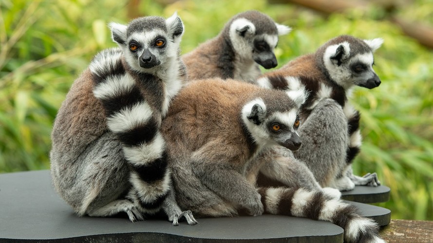 Up to 10% Off Colchester Zoo Tickets - Free £5 Voucher With Purchase