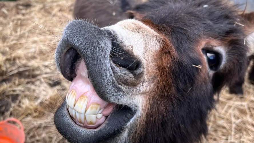 Lucky Tails Alpacas Tickets - Donkey Experience Atherstone