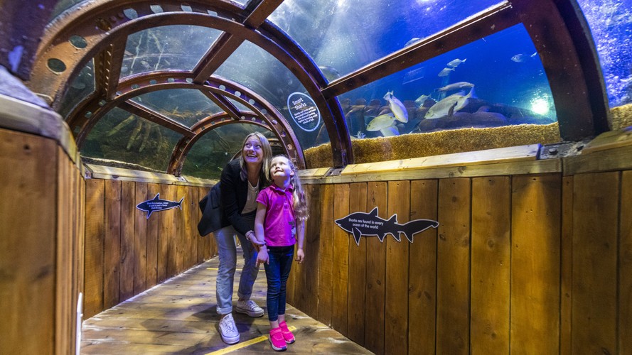 Over 20% Discount SEA LIFE Hunstanton Tickets - Free £5 Voucher With ...