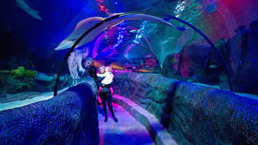 SEA LIFE Loch Lomond Tickets - Free £5 Voucher With Purchase