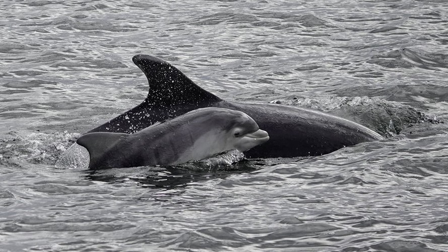 Inverness Wildlife Cruise Tickets - Dolphin Spotting Inverness