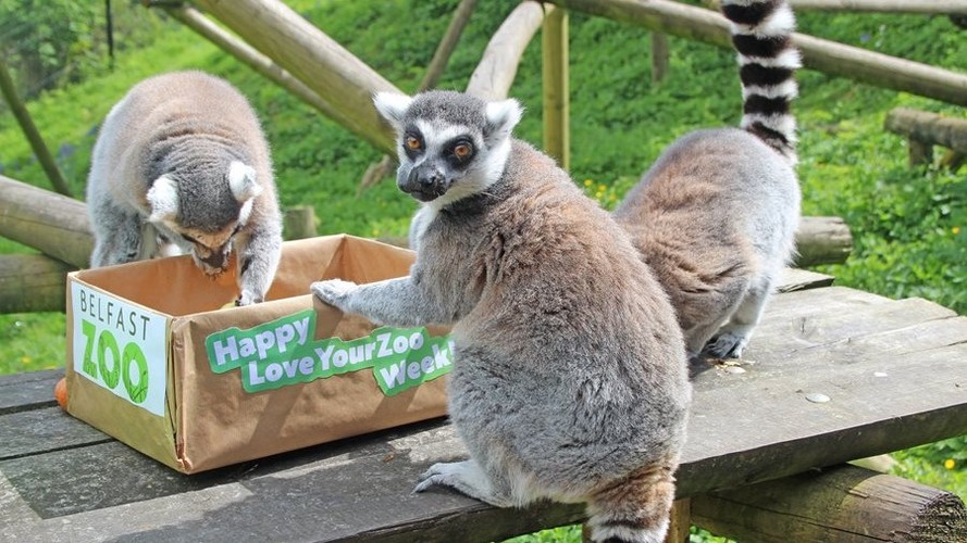 Belfast Zoo Tickets - Free £5 Voucher With Purchase