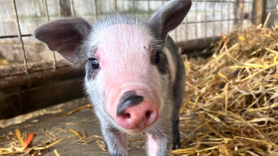 Hall Hill Farm Tickets - Things To Do in Durham
