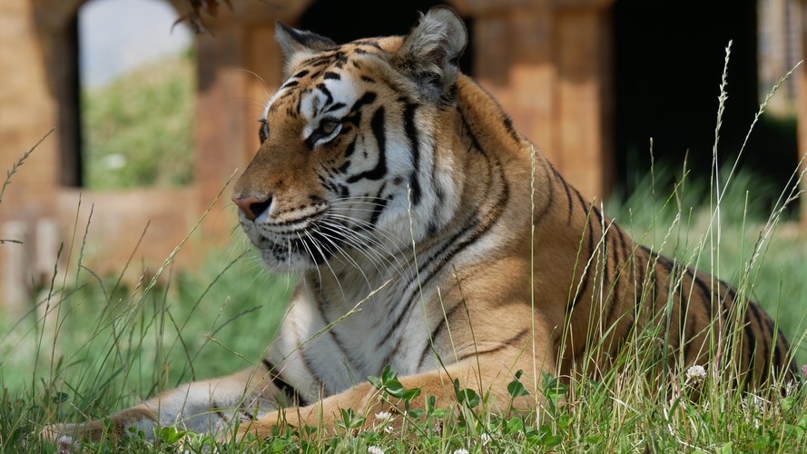 Lincolnshire Wildlife Park Tickets - Free £5 Voucher With Purchase