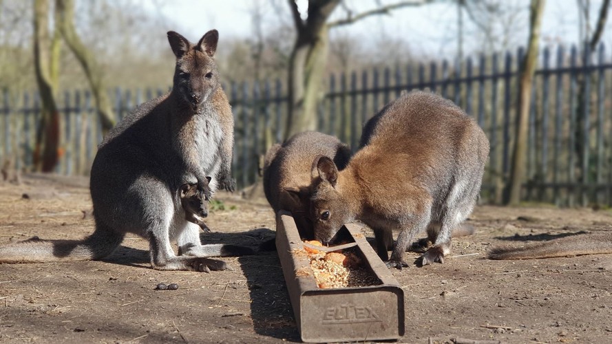 Willow Tree Farm Tickets - Free £5 Voucher With Purchase