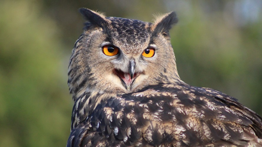 The Raptor Foundation Tickets - Owl Sanctuary in Huntingdon