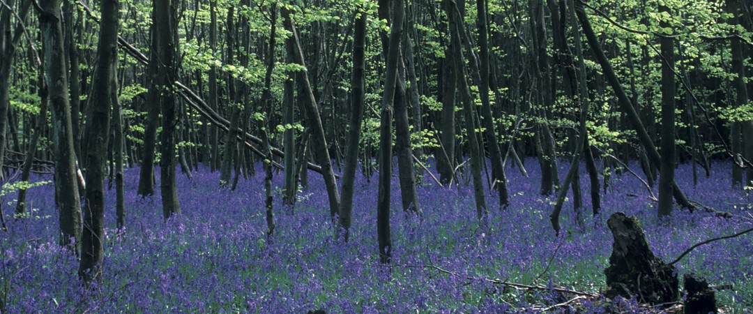 Chawton Park Woods