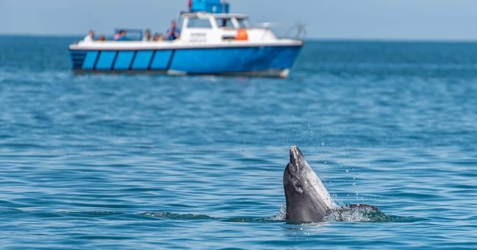 2 Hour Dolphin Spotting Boat Trip - New Quay Boat Trips, West Wales