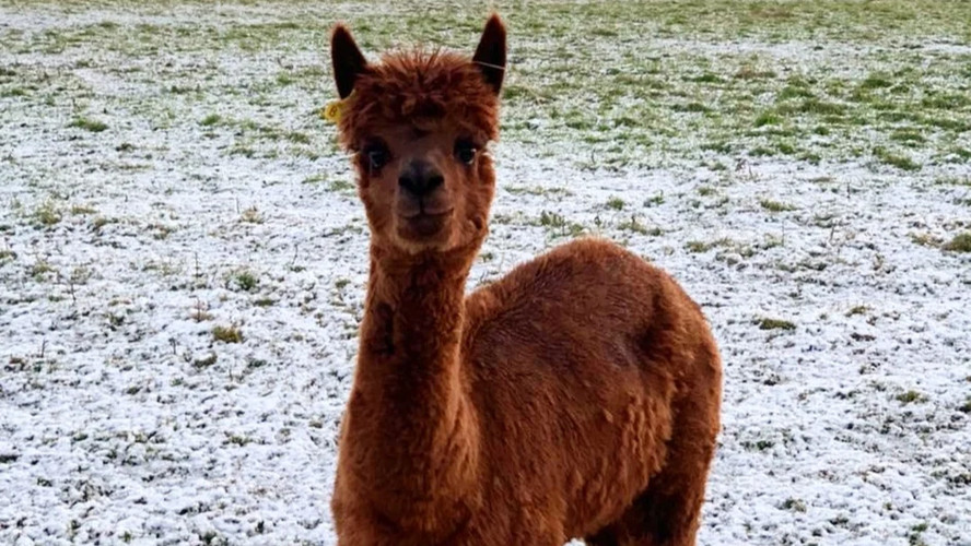Alpaca Meet & Greet with Winter Afternoon Tea - Christmas Events Shropshire