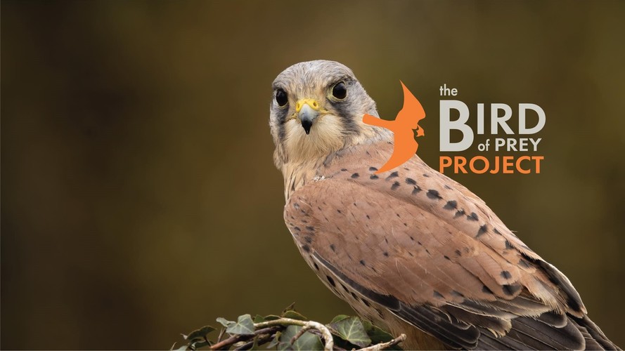 Bird of Prey Project Tickets - Bird of Prey Bath